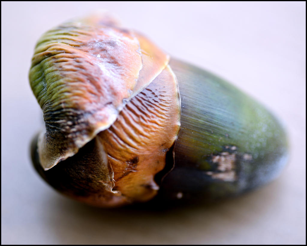 Baby Coconut, never had a chance.