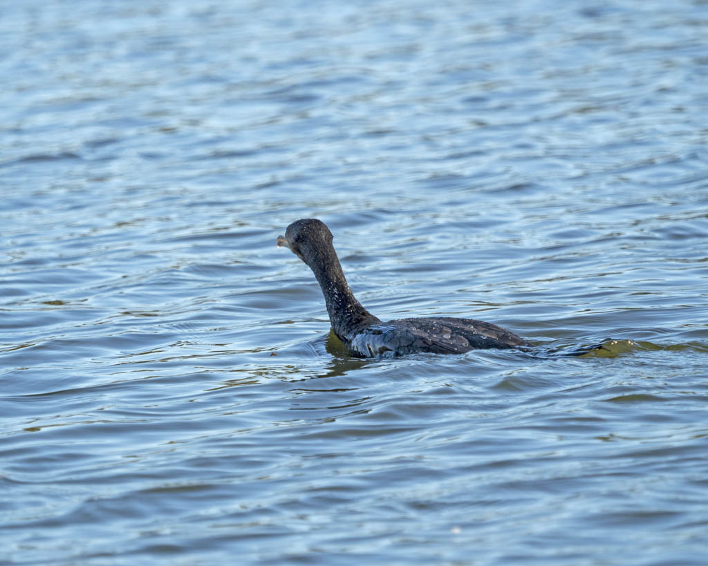 Cormorant dive using pro-capture | Nikonites - Nikon User Community